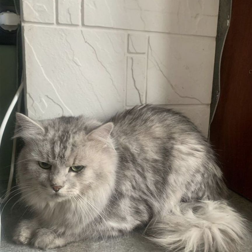 Кота выкинули на помойку