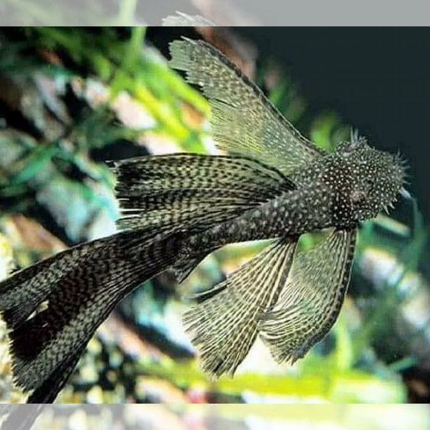 Анциструс вуалевый