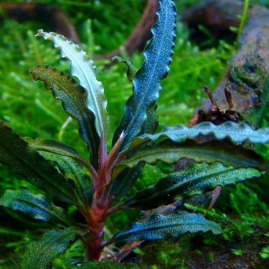 Буцефаландры