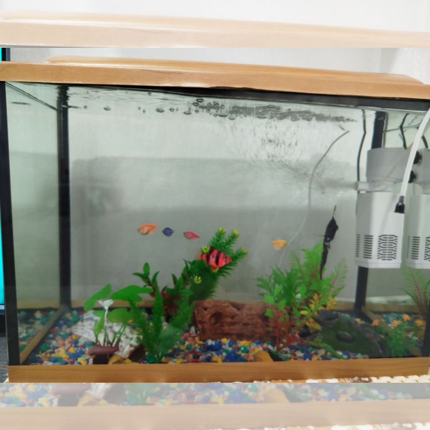Аквариумные рыбки, аквариум