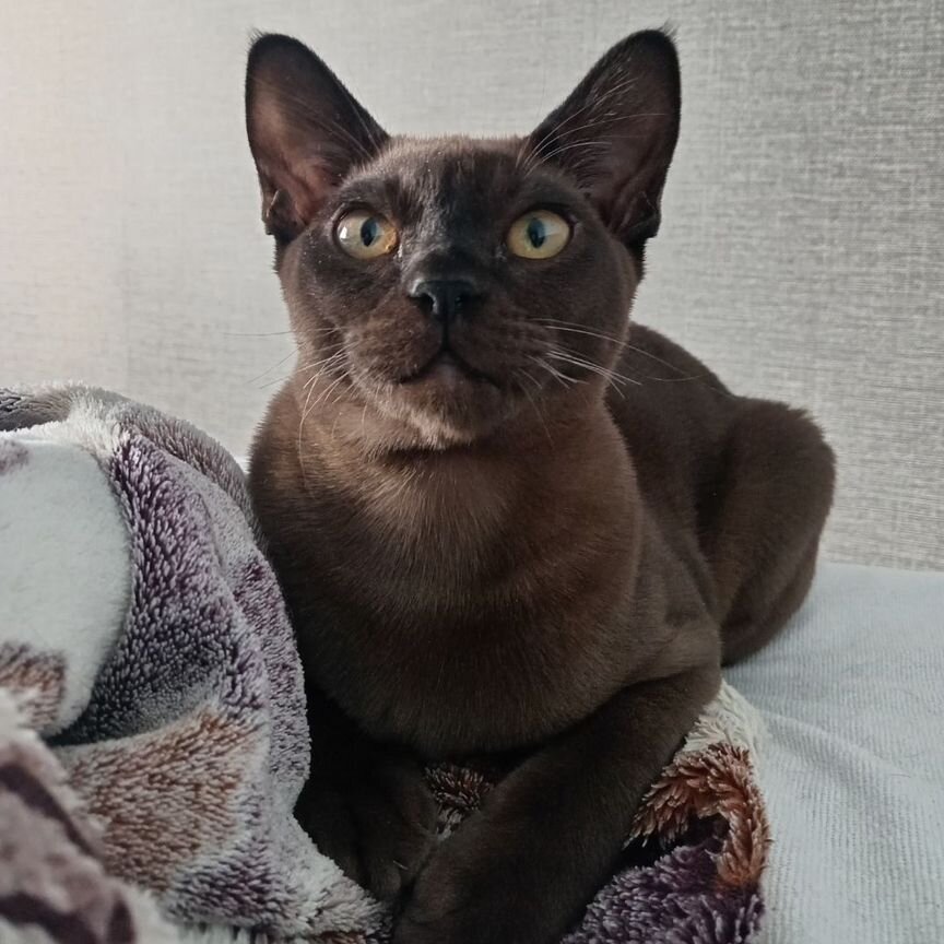 Котенок породы европейская бурма