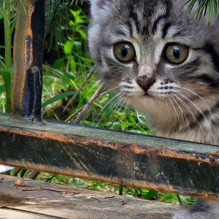 Кошки в добрые руки бесплатно