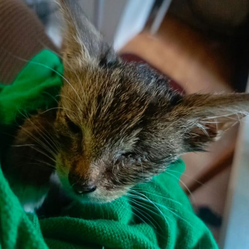Котёнок в добрые руки