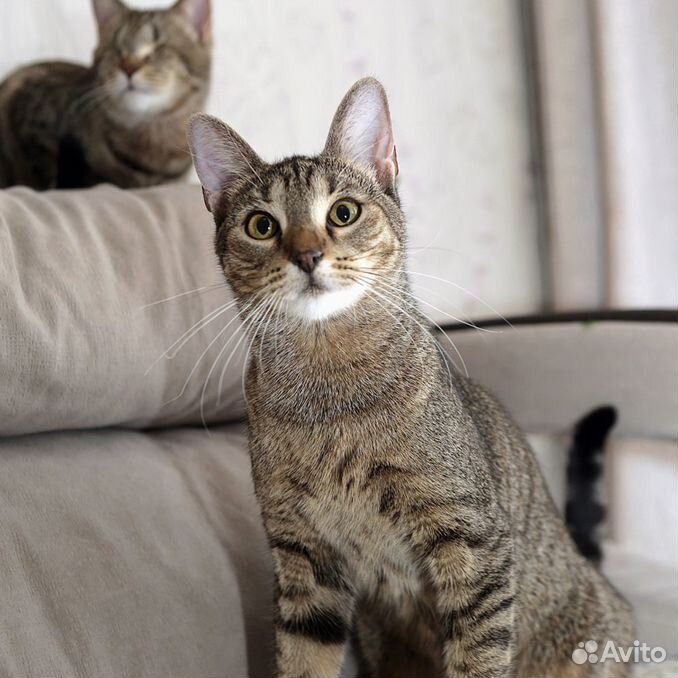 Котята в добрые руки Вжик