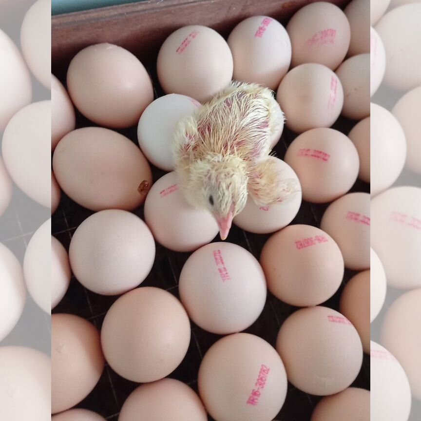 Цыплята бройлеры кобб 500