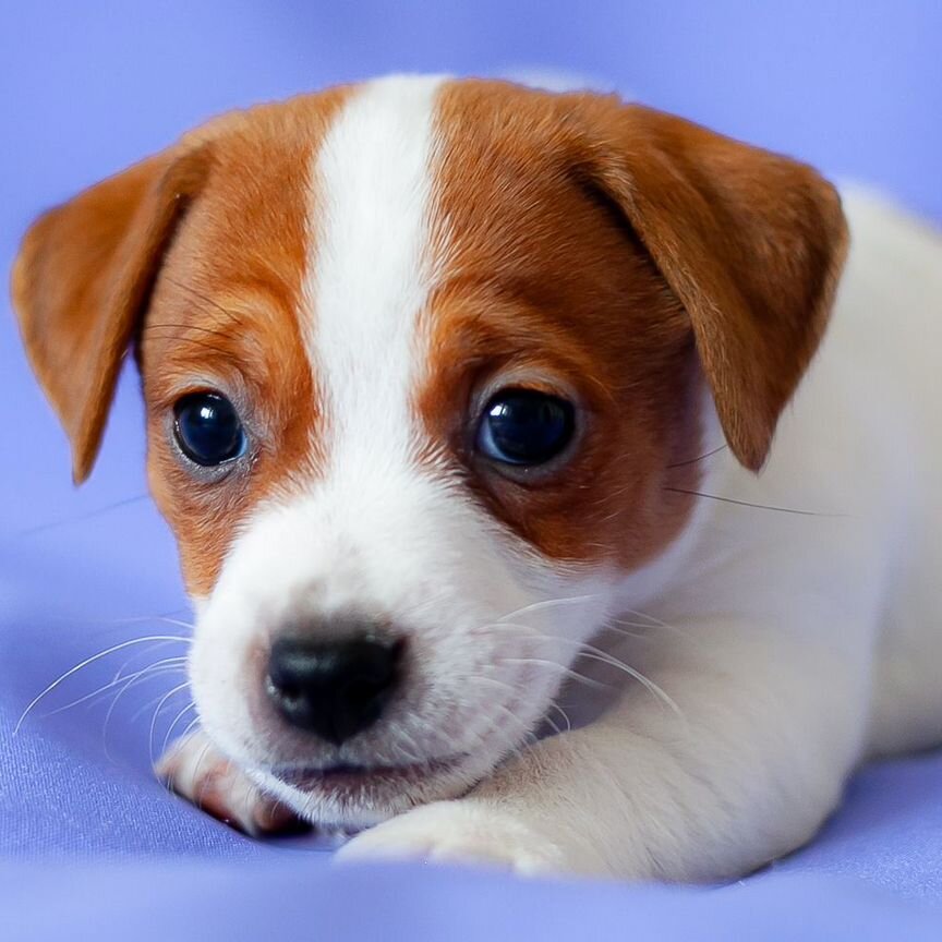 Джек-рассел-терьер, щенок