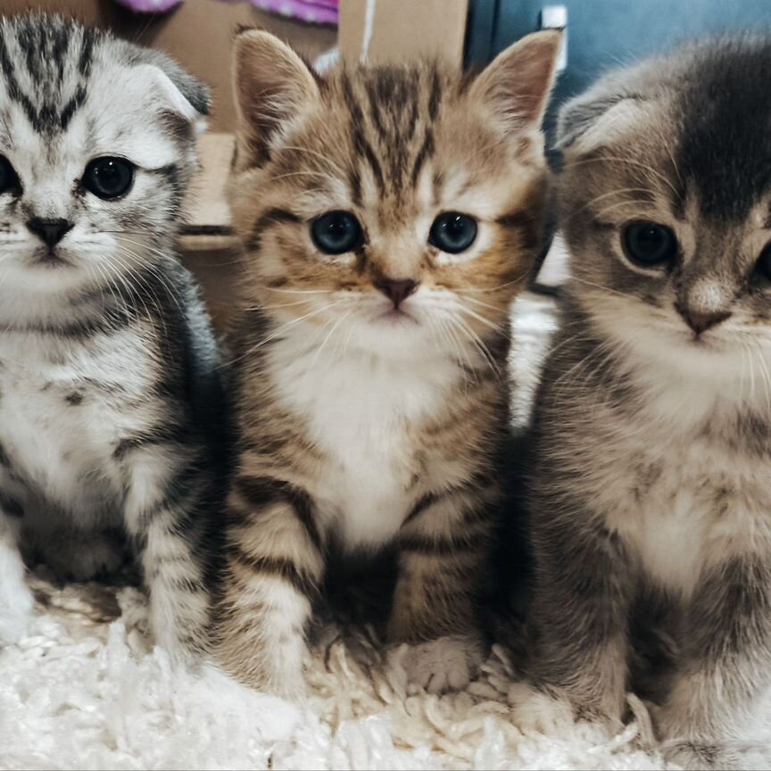 Котики