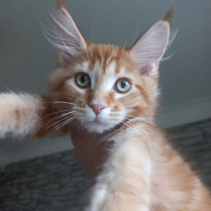 Мейн-кун девочка