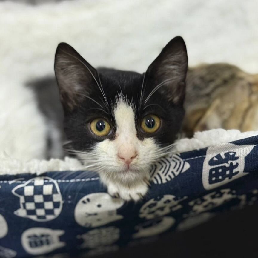 Котёнок в добрые руки