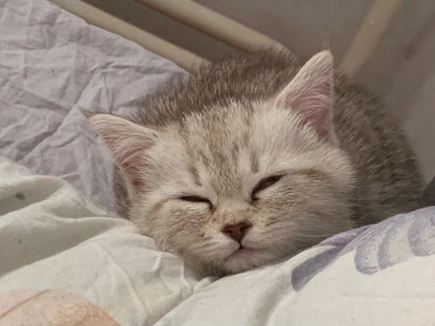 Манчкин котенок девочек 5 месяцев