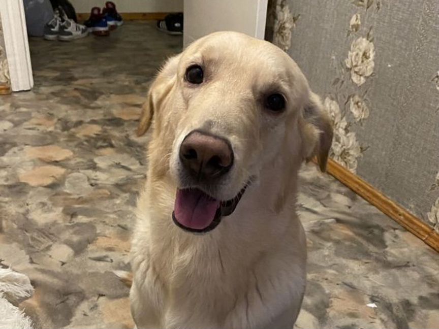 Отдам бесплатно