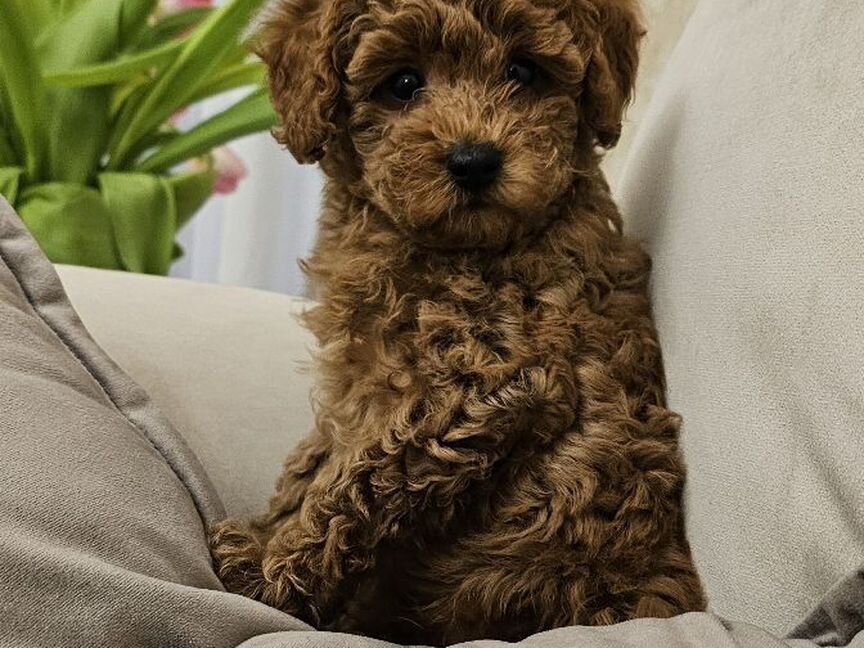 Той-пудель Китай, в стиле мальтипу