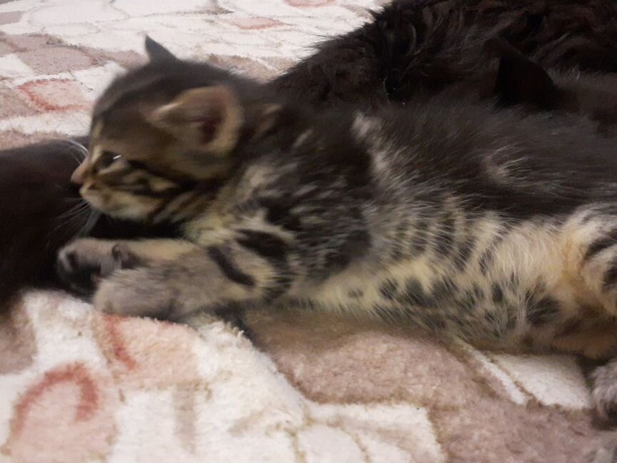 Кошки