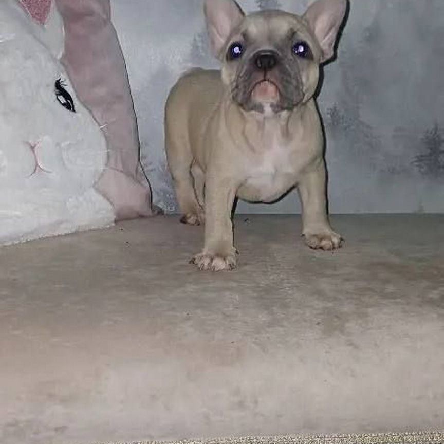 Французский бульдог, щенок