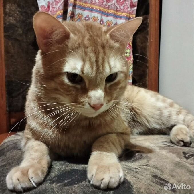 Шотландский кот вязка