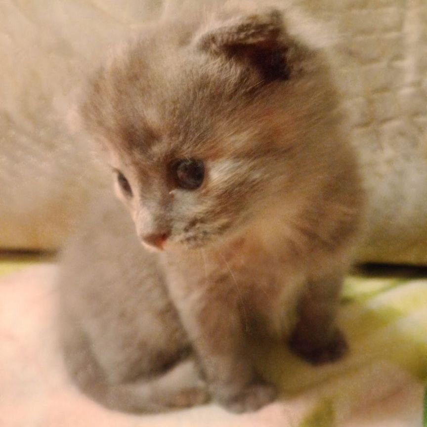 Шотландская вислоухая