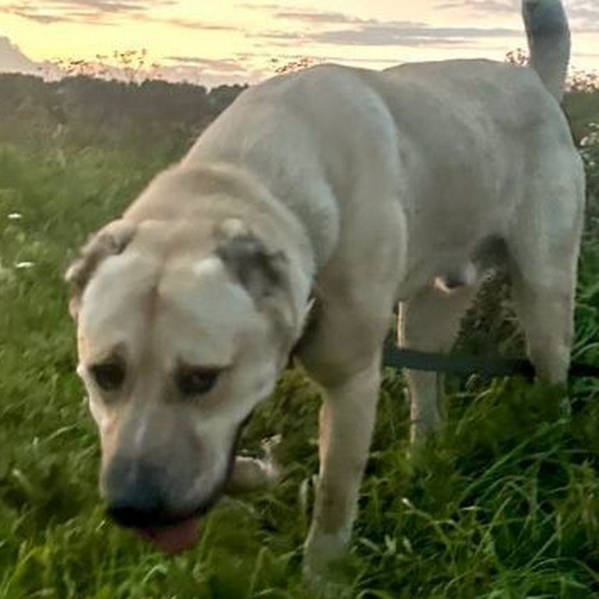 Кобель алабая в ответственные руки