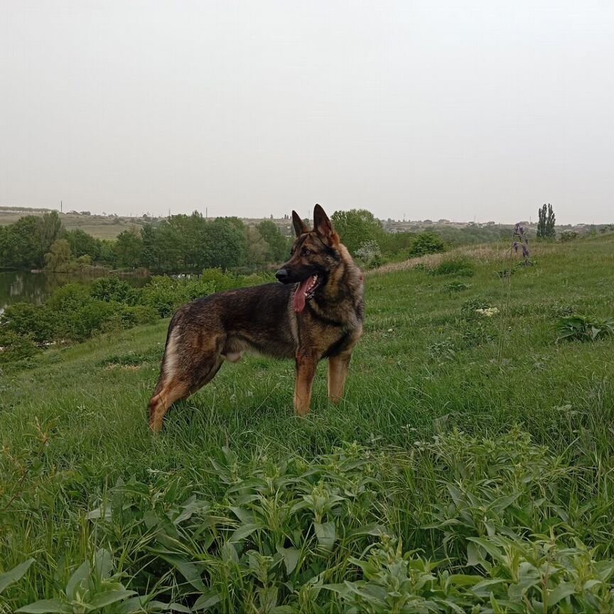 В хорошие руки кобель немецкой овчарки