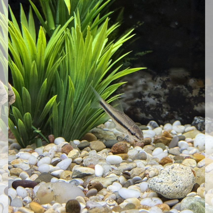 Сиамский водорослеед