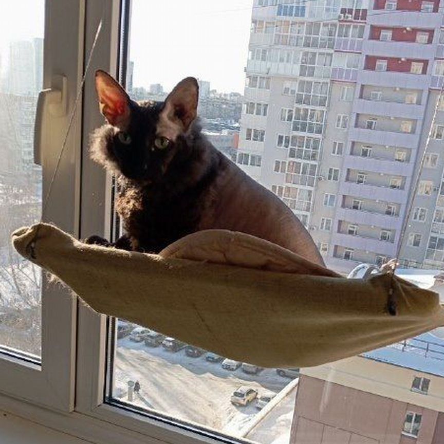 Канадский сфинкс, взрослый кот