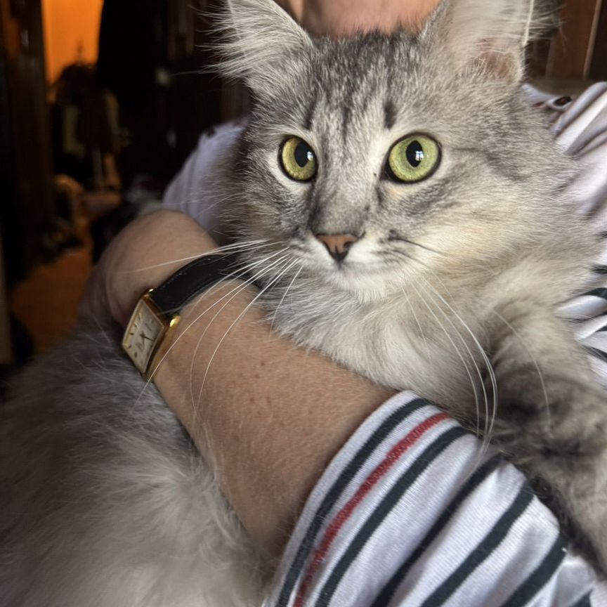 Котик сибиряк в добрые руки