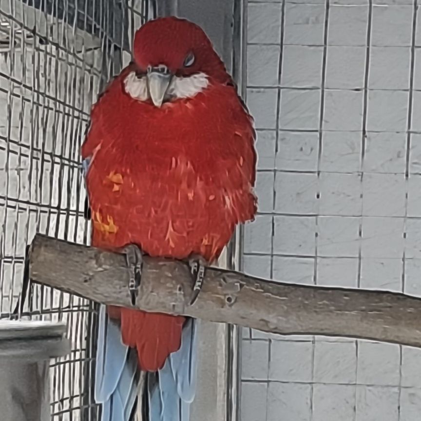 Попугай розелла