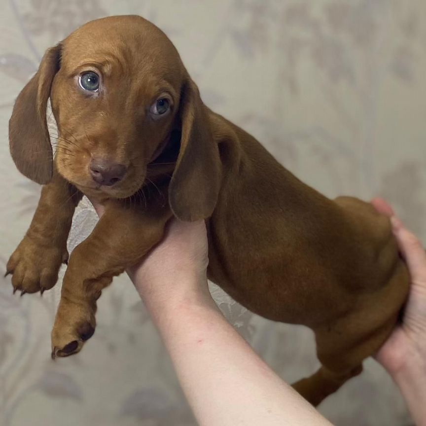 Такса, щенок