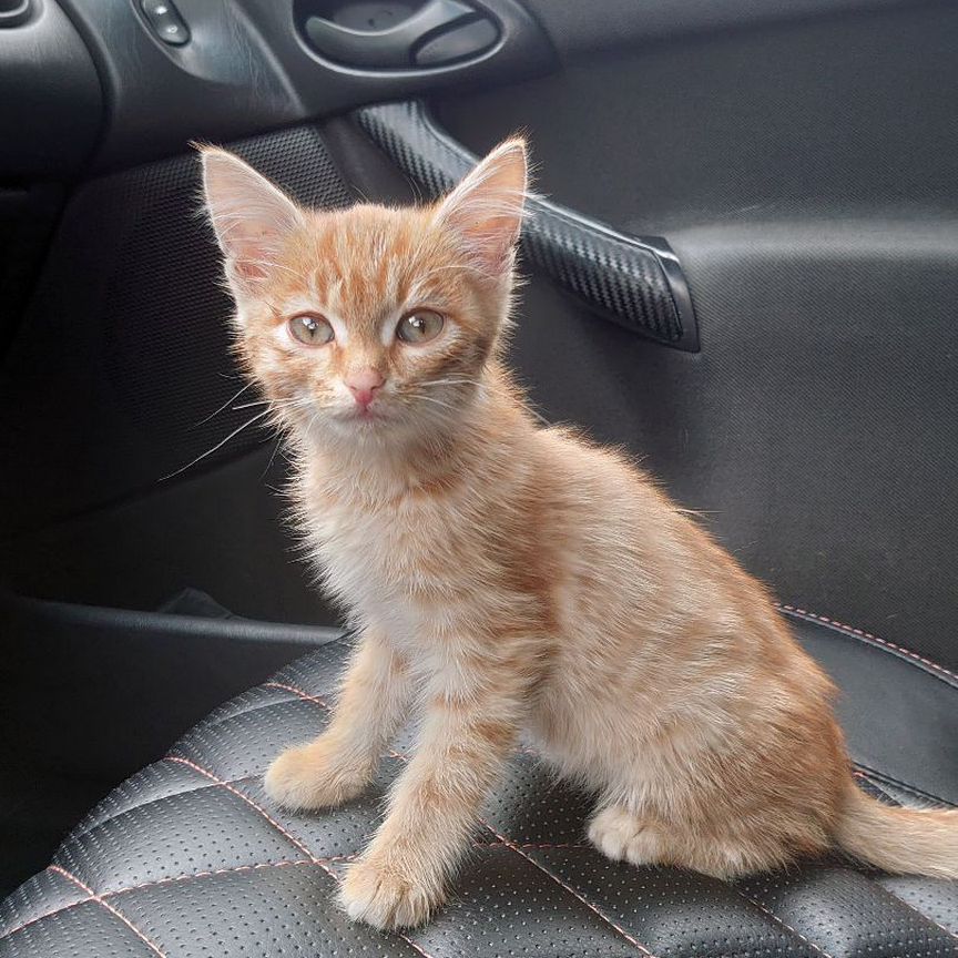 Рыжий котенок