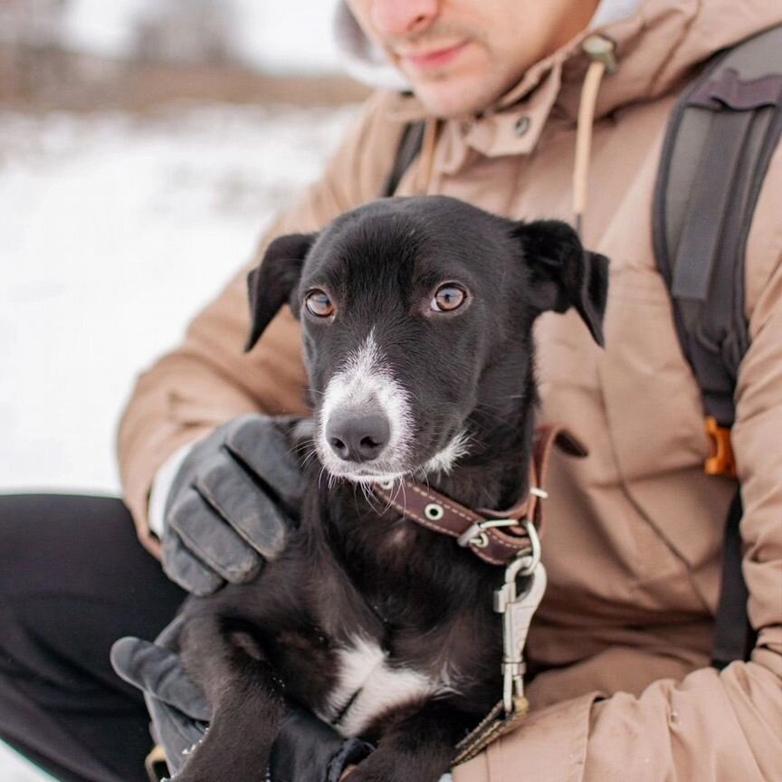 Собака в добрые руки