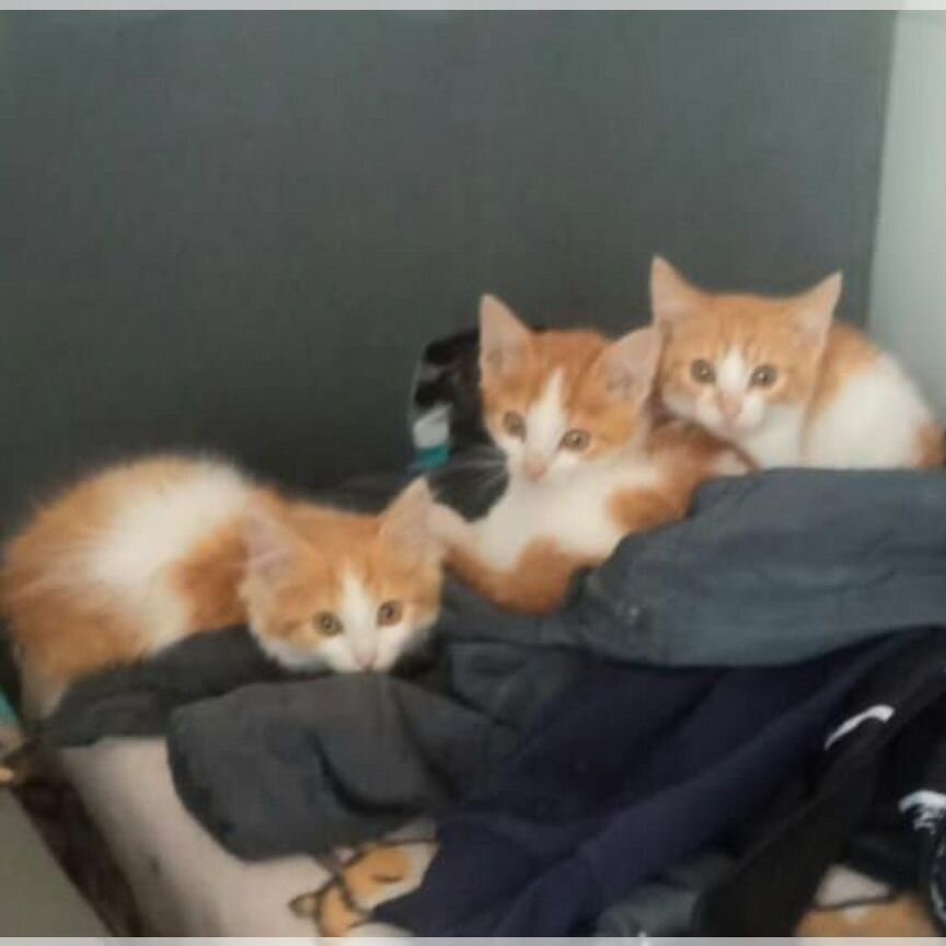 Котята мальчики,2 месяца, в поиске семьи