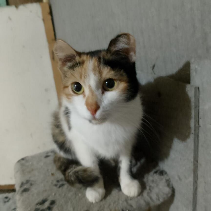 Кошка бесплатно