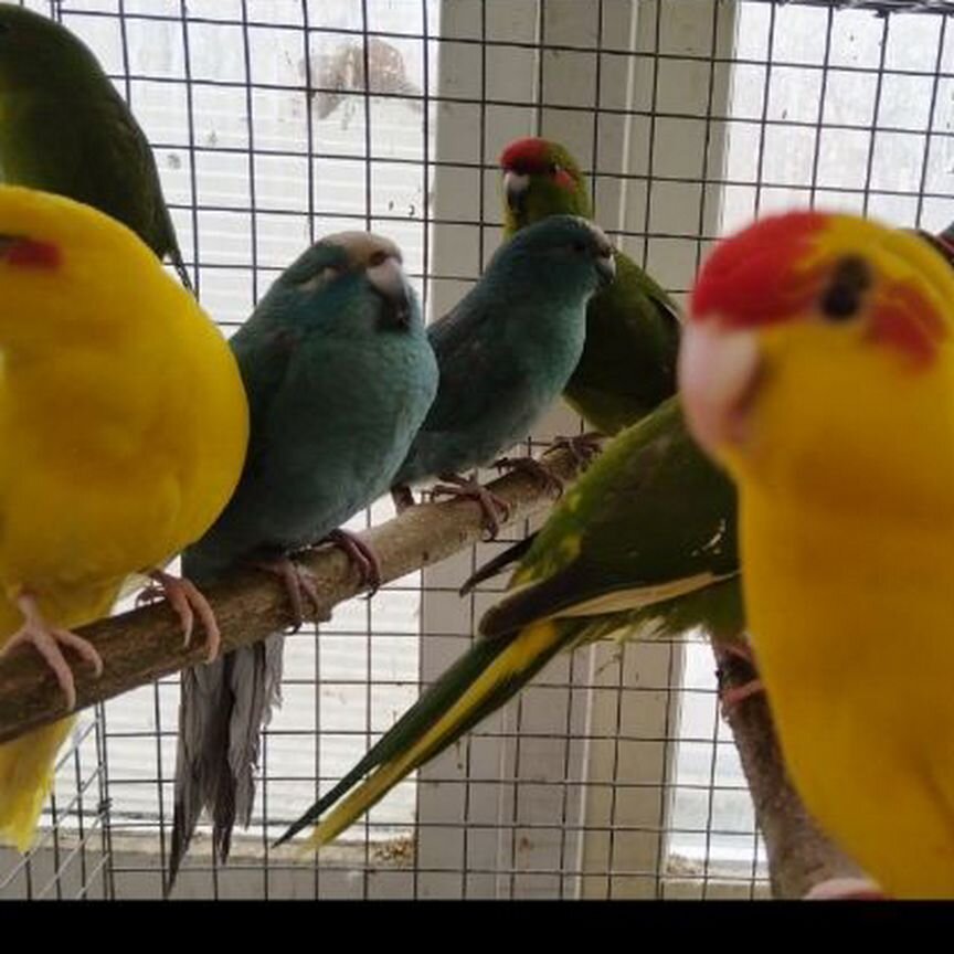 Попугай Какарик птенцы