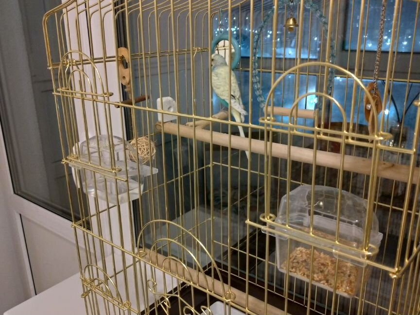 Клетка вместе с попугаем