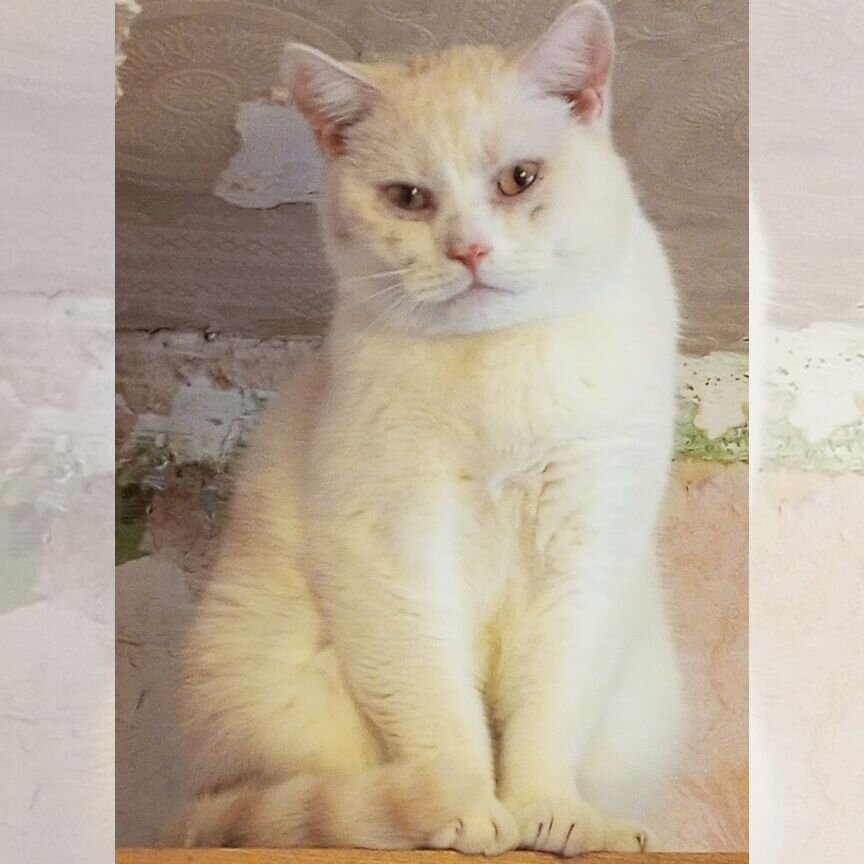 Взрослый кот в добрые руки