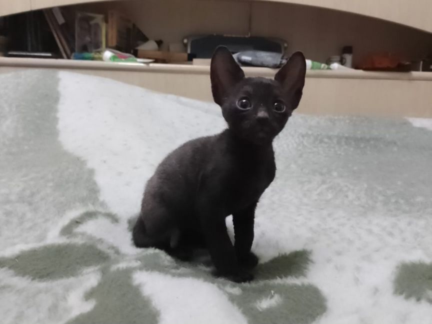 Котенок корниш-рекс мальчик
