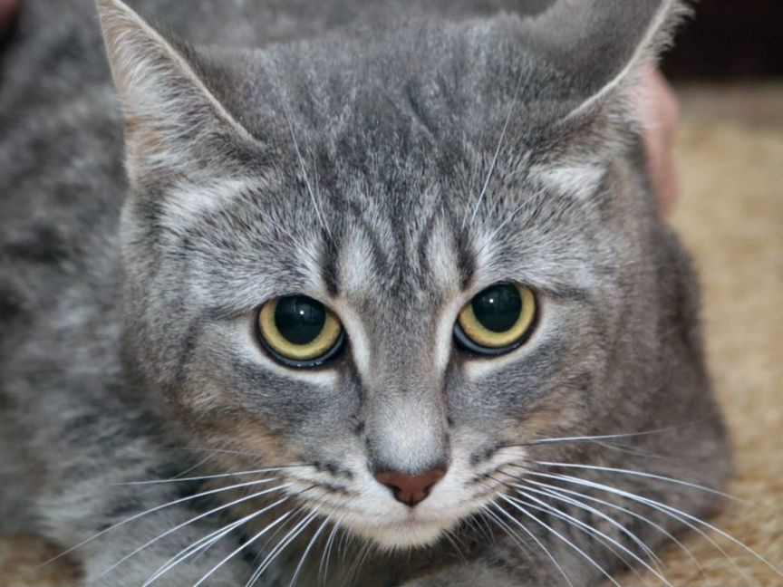 Кошка Няша 2 года