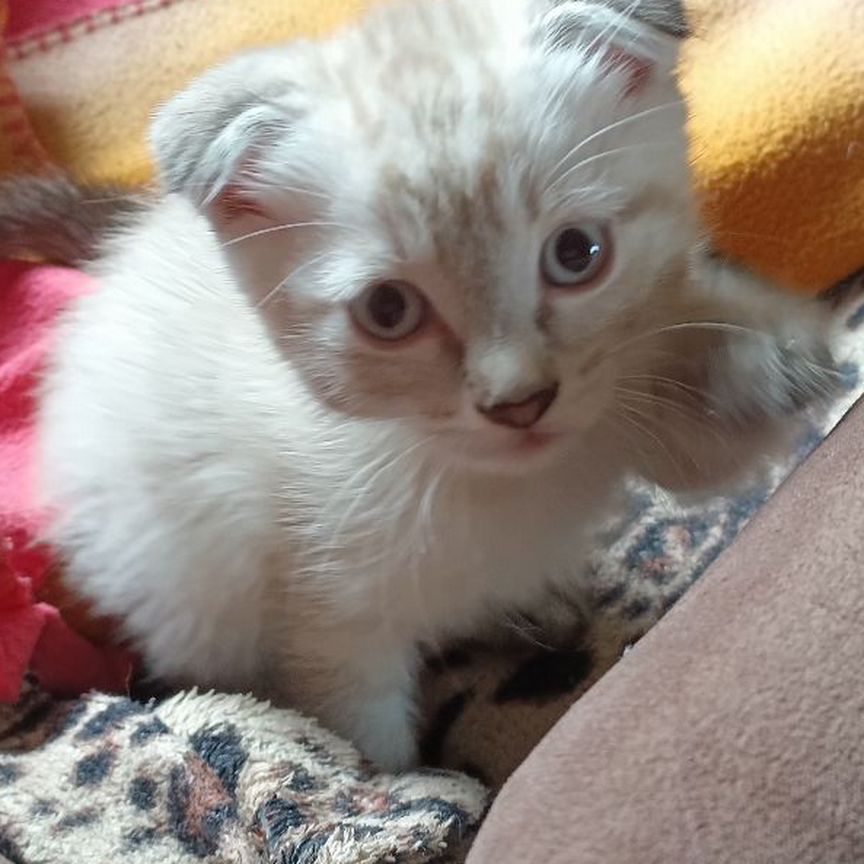 Отдам вислоухого котенка