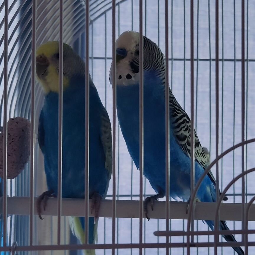 Волнистые попугаи