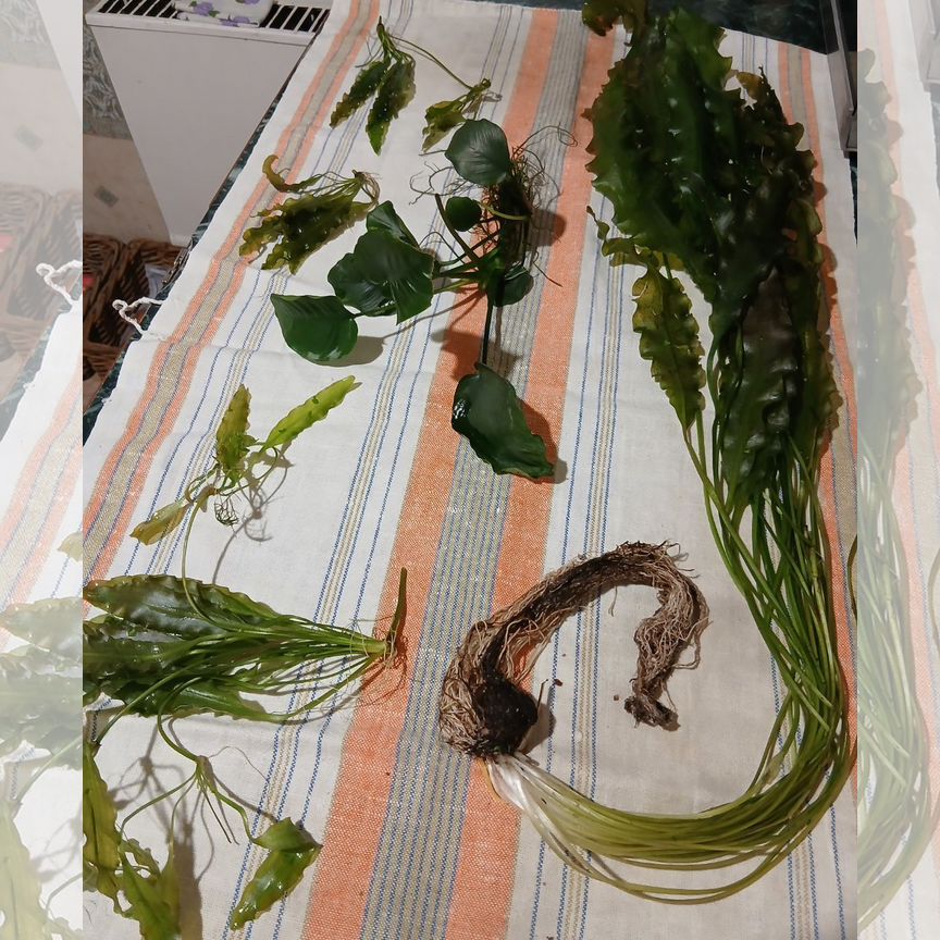 Аквариумные растение анубиас и апонагетон