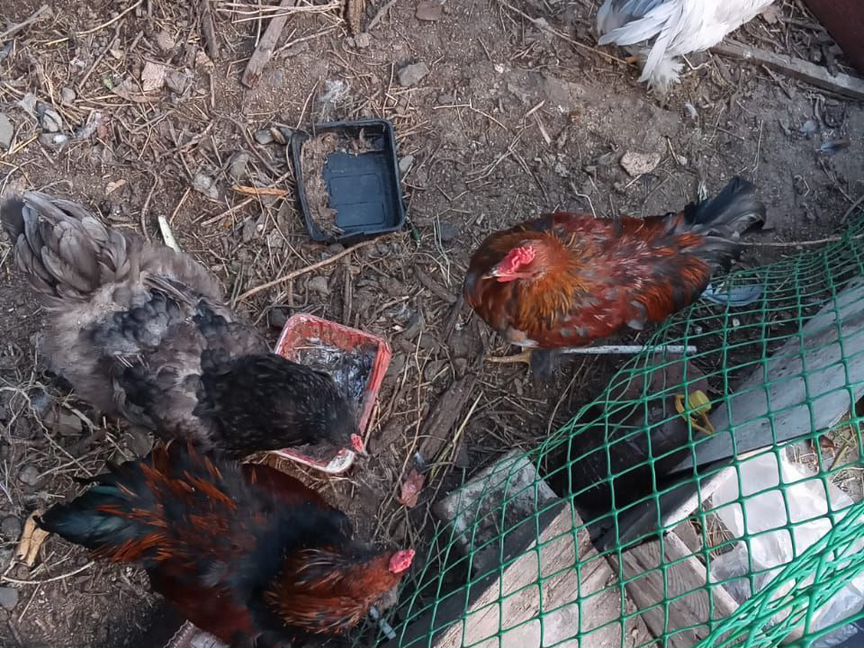 Петушки Брама 4-5 мес