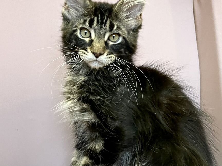 Котята мейн-кун полидакт