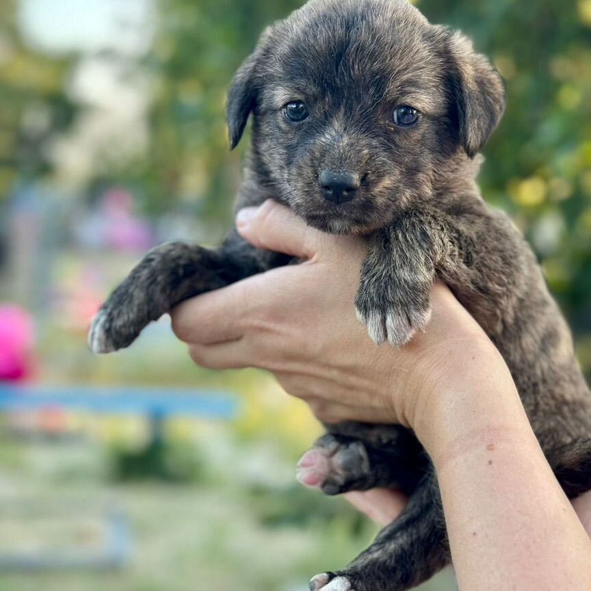 Щенок в добрые руки