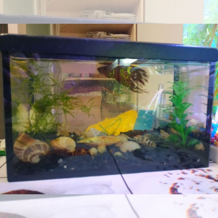 Аквариум со всем содержимым