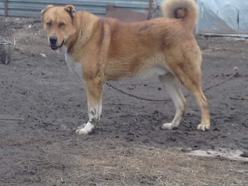 Кавказский волкодав