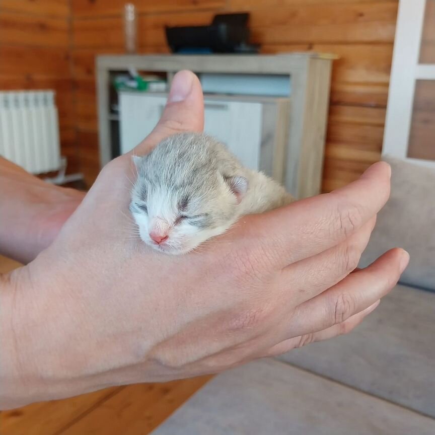 Котёнок бесплатно