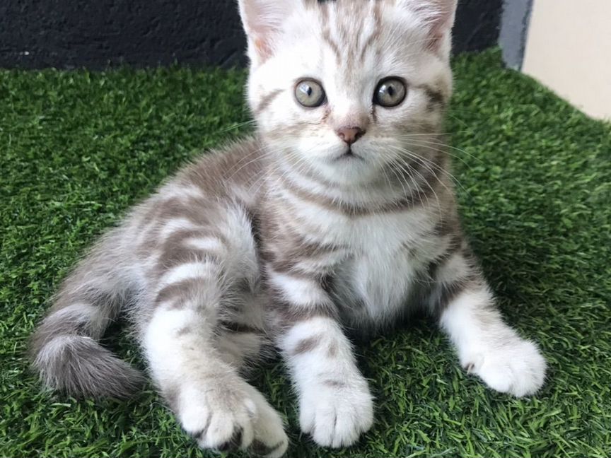 Котята шотландские прямоухие вислоухие