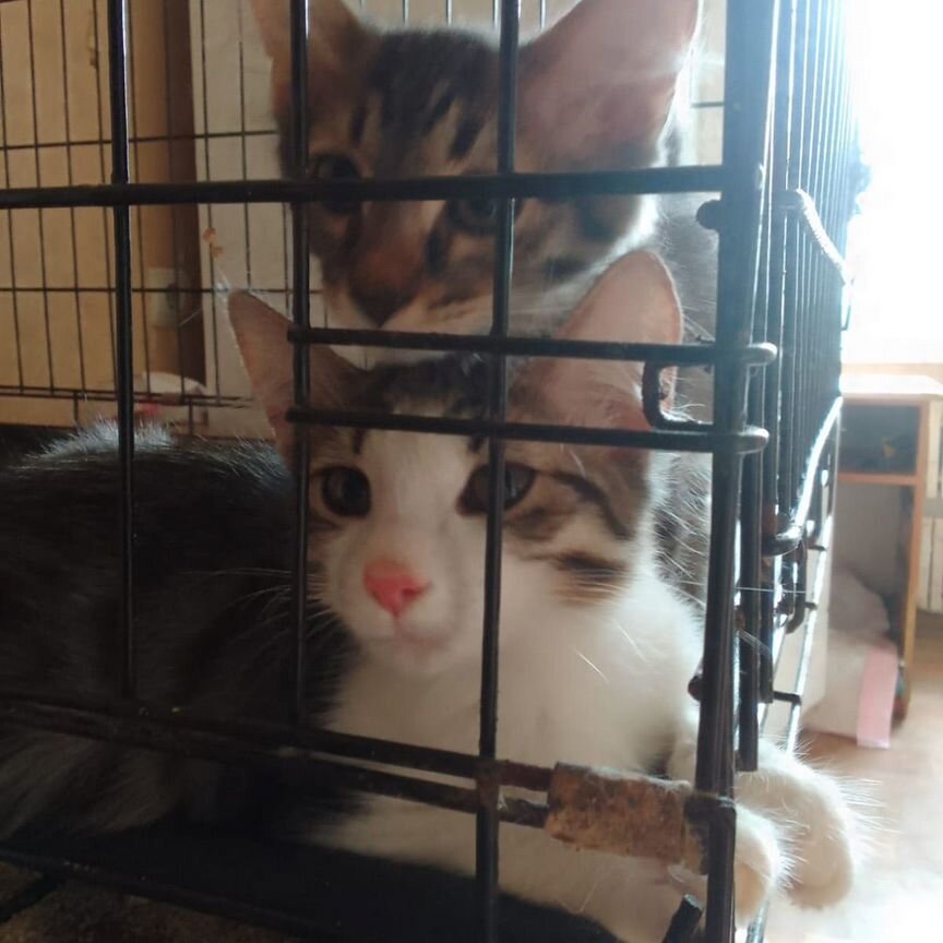 Котята ищут дом