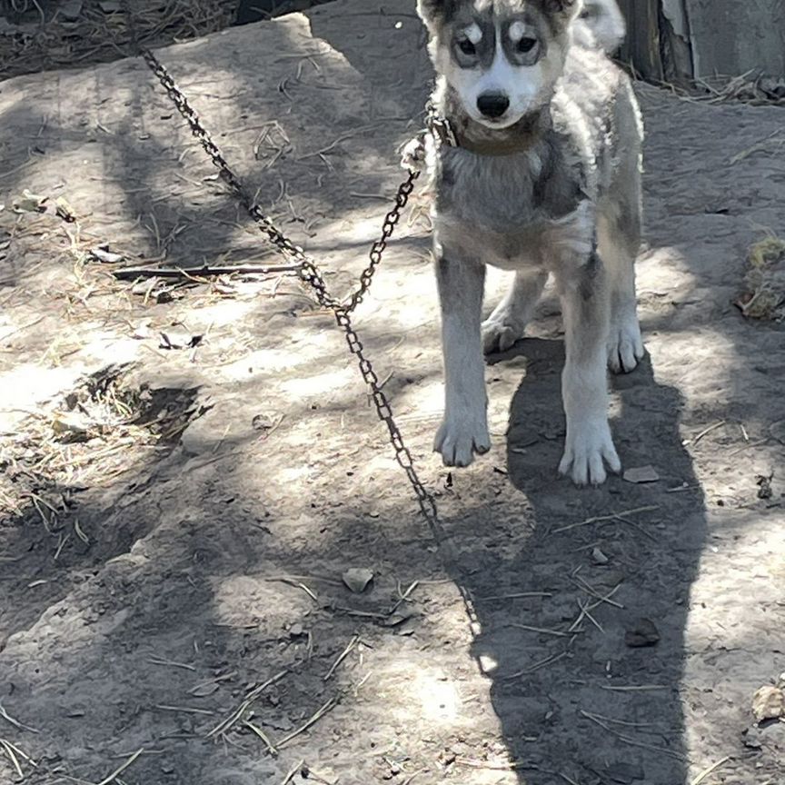 Щенок лайки