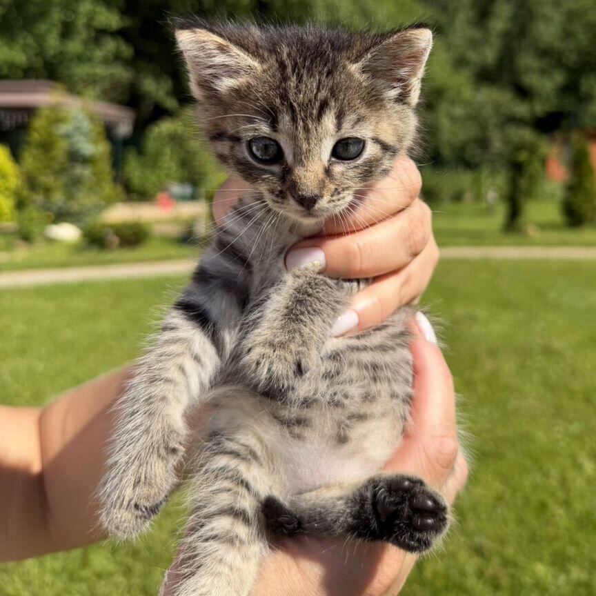 Котёнок в добрые руки