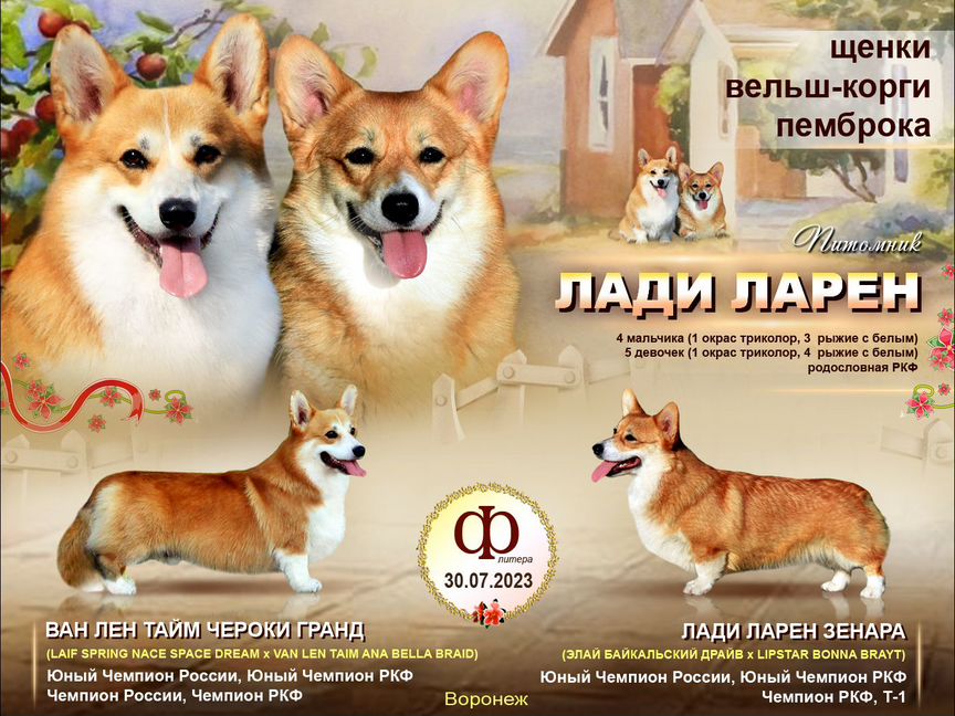 Щенки вельш-корги пемброк